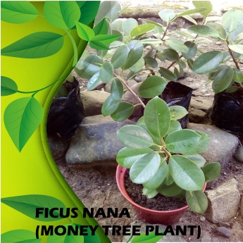 Ficus Nana (Money Tree Plant) - Live Plant, Furniture & Home Living ...