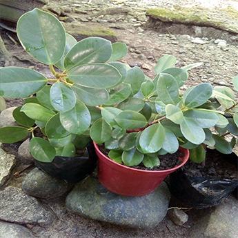 Ficus Nana (Money Tree Plant) - Live Plant, Furniture & Home Living ...