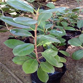 Ficus Nana (Money Tree Plant) - Live Plant, Furniture & Home Living ...