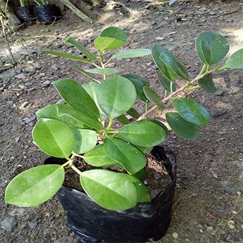 Ficus Nana (Money Tree Plant) - Live Plant, Furniture & Home Living ...