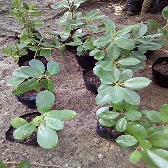 Ficus Nana (Money Tree Plant) - Live Plant, Furniture & Home Living ...