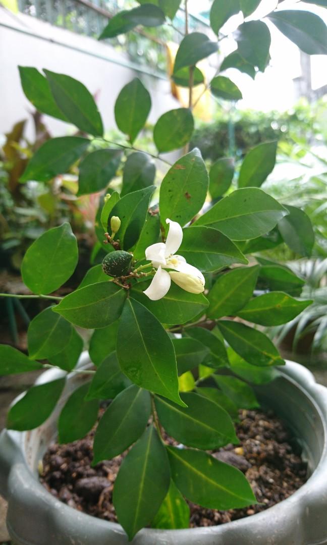 Kamuning (plant), Furniture & Home Living, Gardening, Plants & Seeds on ...