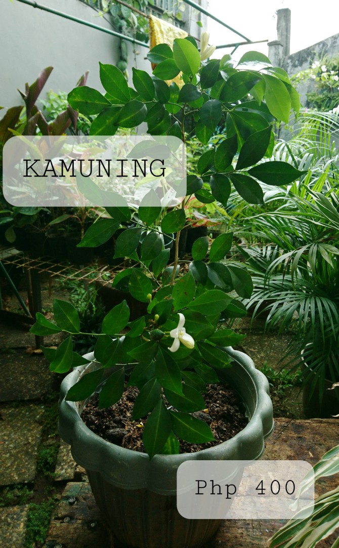 Kamuning (plant), Furniture & Home Living, Gardening, Plants & Seeds on ...