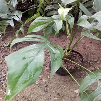Monstera Dragontail Plant Epipremnum Pinnatum "Dragon Tail" (Monstera ...