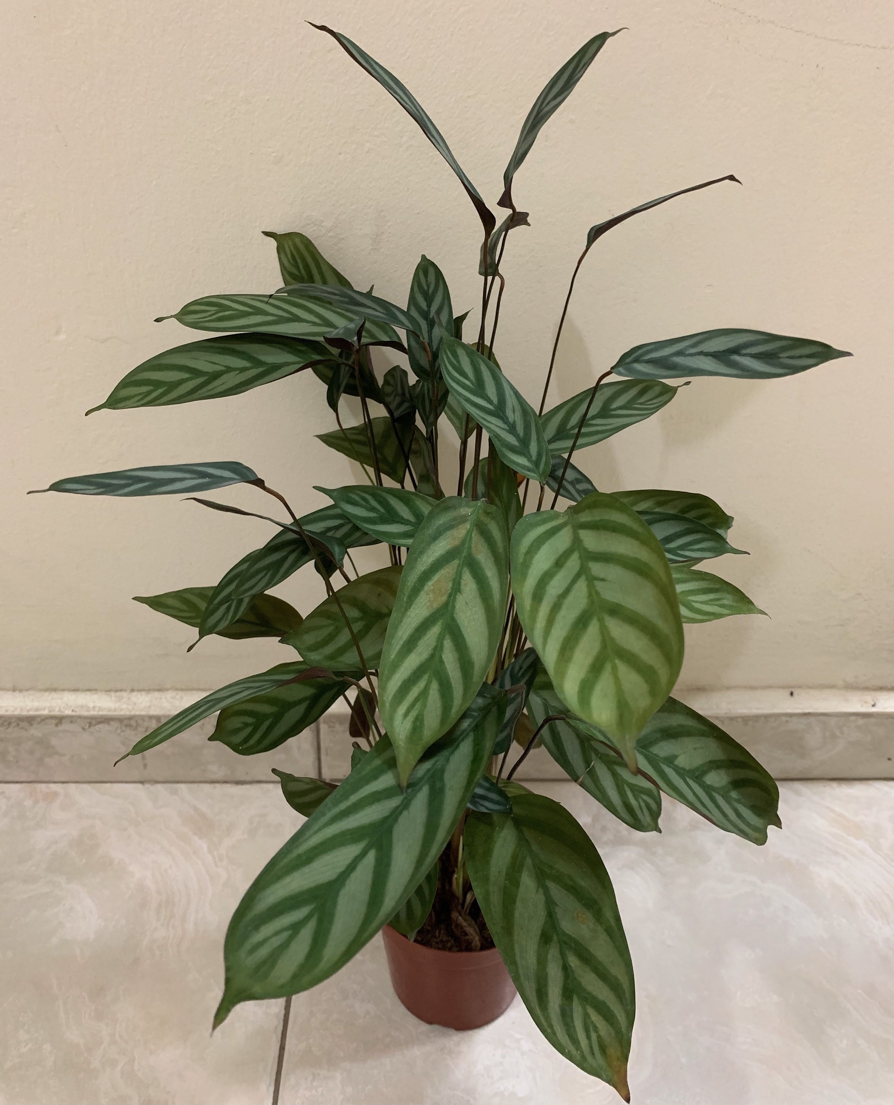 Tall Calathea Setosa plant, Furniture & Home Living, Gardening, Plants ...