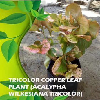 Variegated Copperleaf Plant (Acalypha Wilkesiana Tricolor) - Live Plant ...