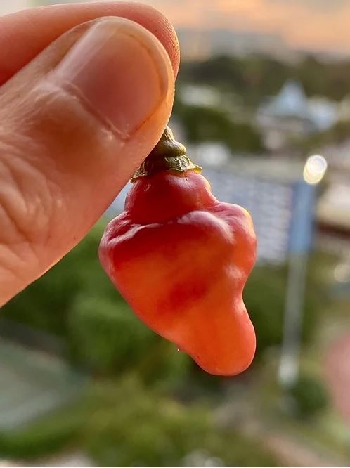 Fidalga Roxa Pepper, 10 seeds, Furniture & Home Living, Gardening ...