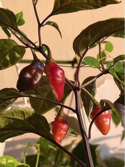 Fidalga Roxa Pepper, 10 seeds, Furniture & Home Living, Gardening ...