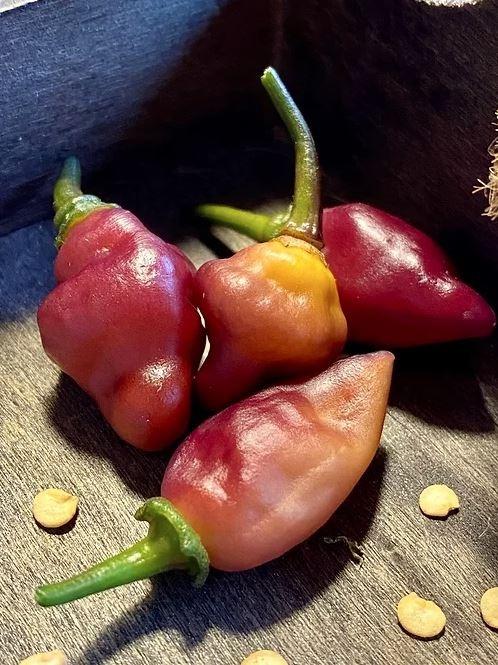 Fidalga Roxa Pepper, 10 seeds, Furniture & Home Living, Gardening ...