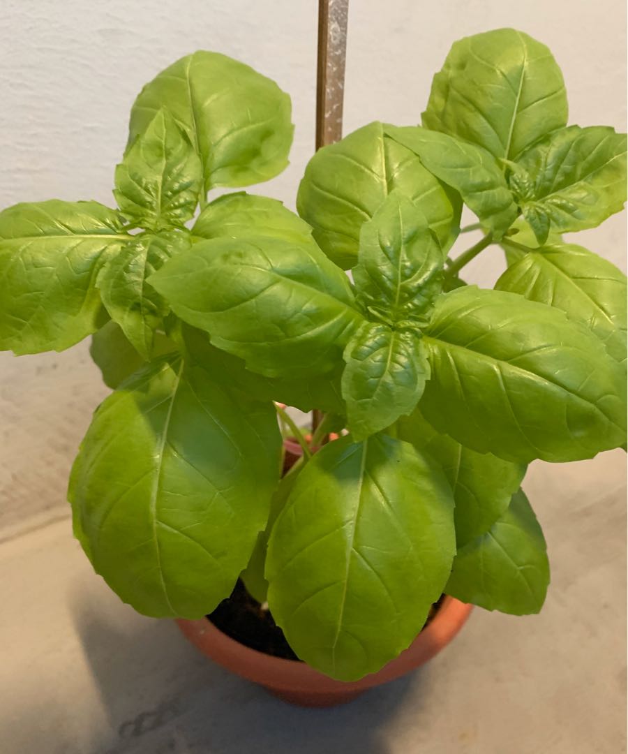 French Basil plant, Furniture & Home Living, Gardening, Plants & Seeds ...