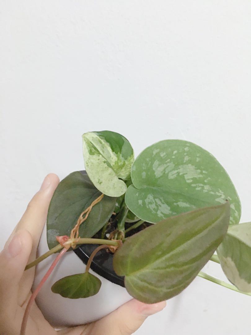 Houseplant mix philodendron micans njoy Pothos Scindapsus pictus ...