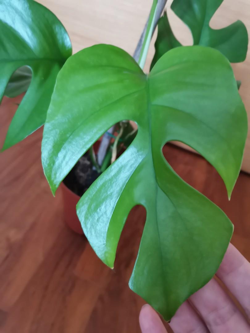 Mini monstera / Rhaphidophora Pertusa , Furniture & Home Living ...