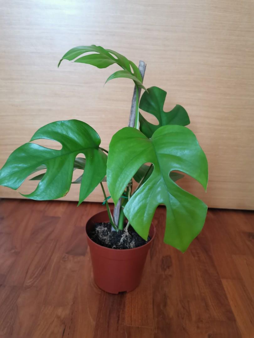 Mini monstera / Rhaphidophora Pertusa , Furniture & Home Living ...