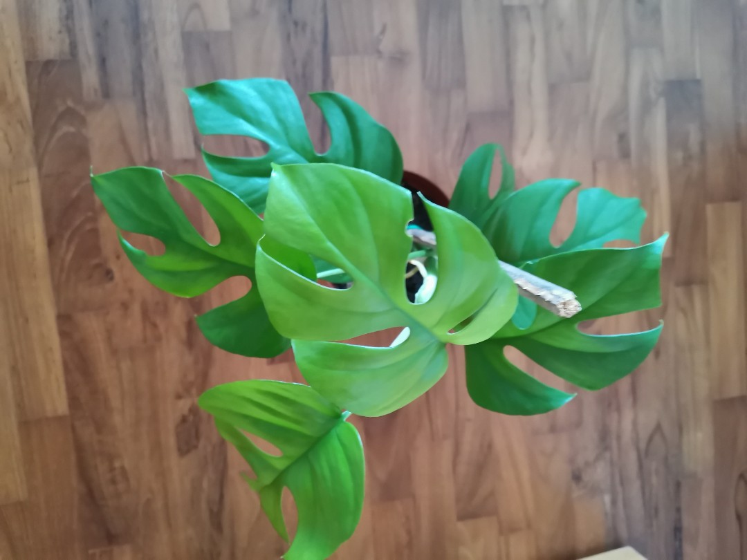 Mini monstera / Rhaphidophora Pertusa , Furniture & Home Living ...