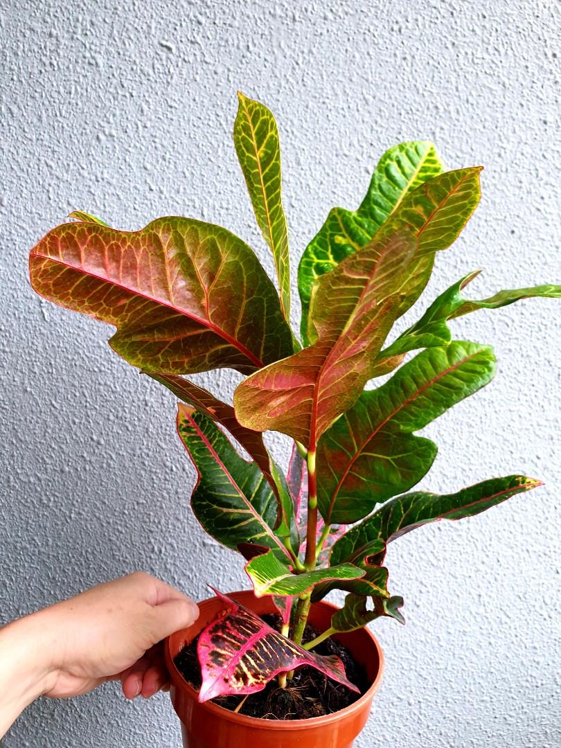 Oak leaf croton / Codiaeum variegata, Furniture & Home Living ...