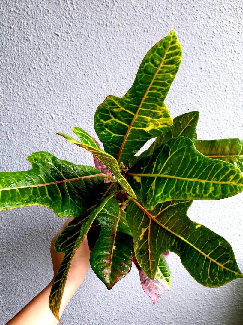 Oak leaf croton / Codiaeum variegata, Furniture & Home Living ...