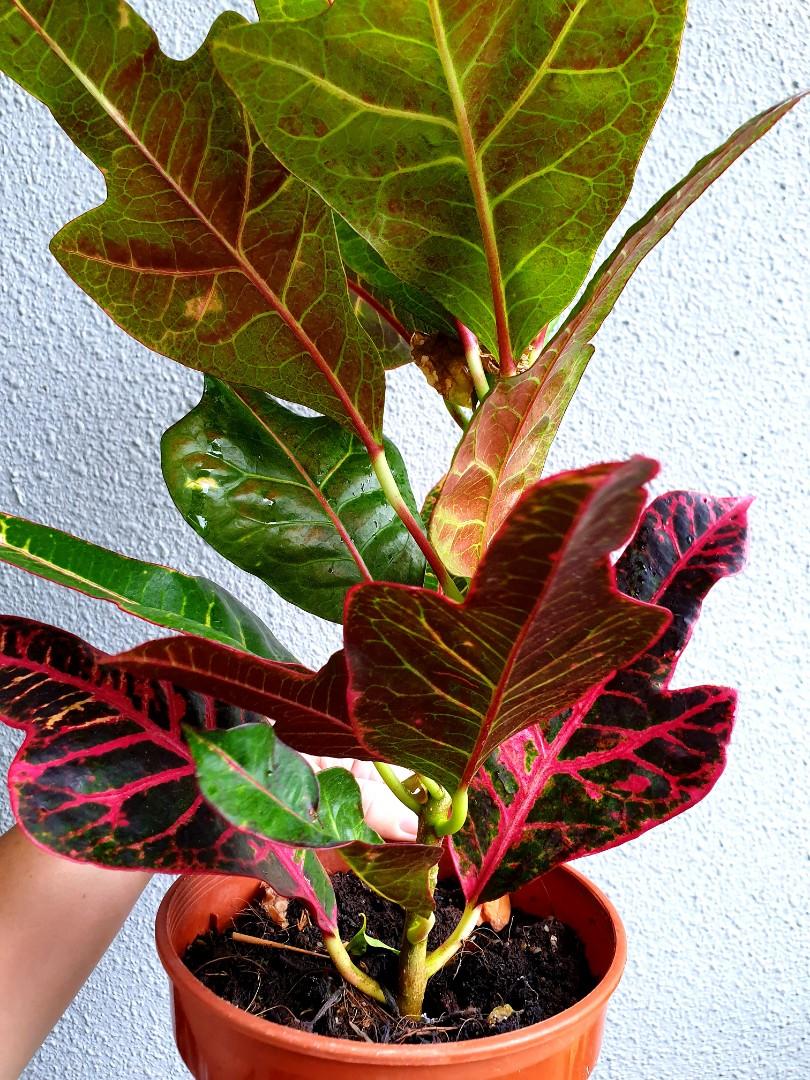 Oak leaf croton / Codiaeum variegata, Furniture & Home Living ...