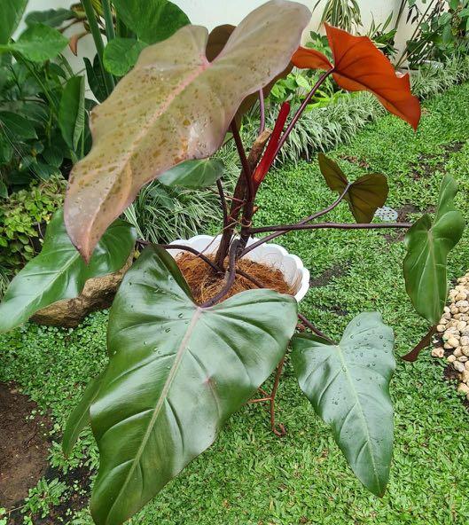 Philodendron black cardinal / dark lord / black majesty, Perkebunan di ...