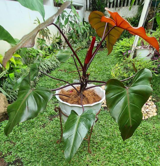 Philodendron black cardinal / dark lord / black majesty, Perkebunan di ...