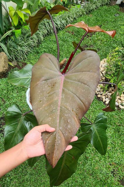 Philodendron black cardinal / dark lord / black majesty, Perkebunan di ...