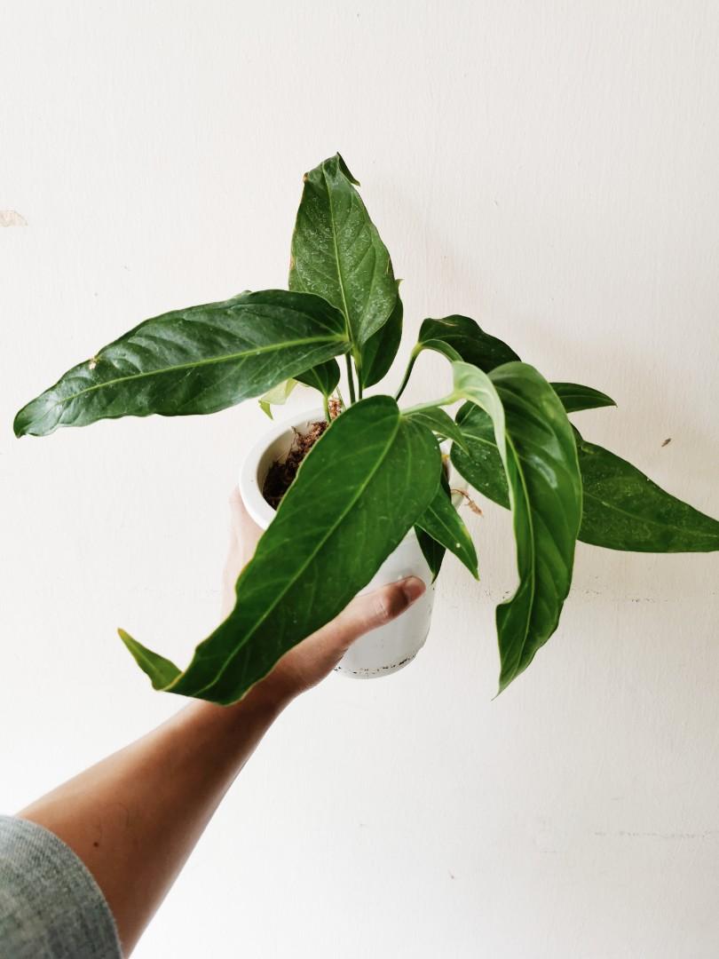 Anthurium spectabile, Furniture & Home Living, Gardening, Plants ...