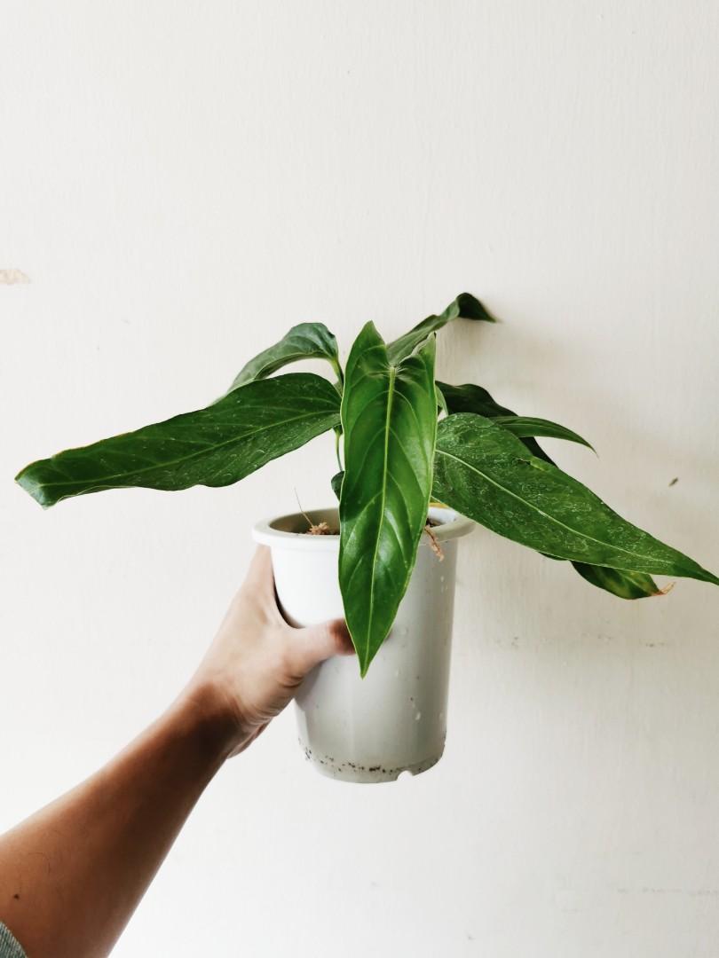 Anthurium spectabile, Furniture & Home Living, Gardening, Plants ...