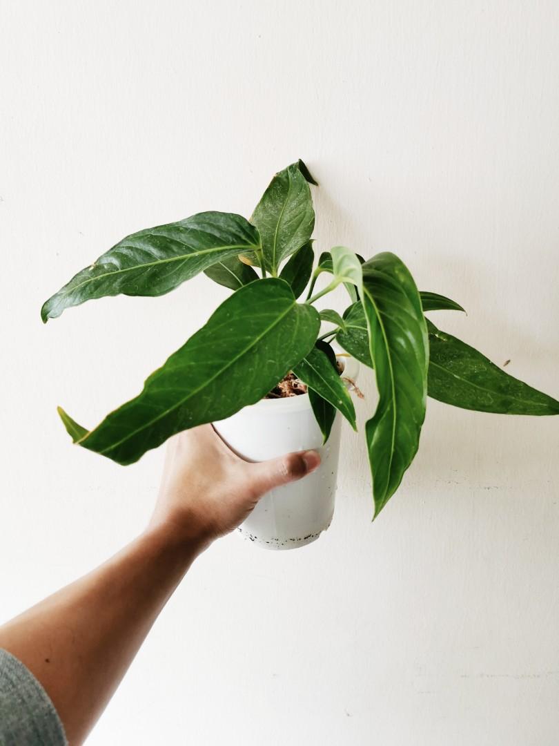 Anthurium spectabile, Furniture & Home Living, Gardening, Plants ...