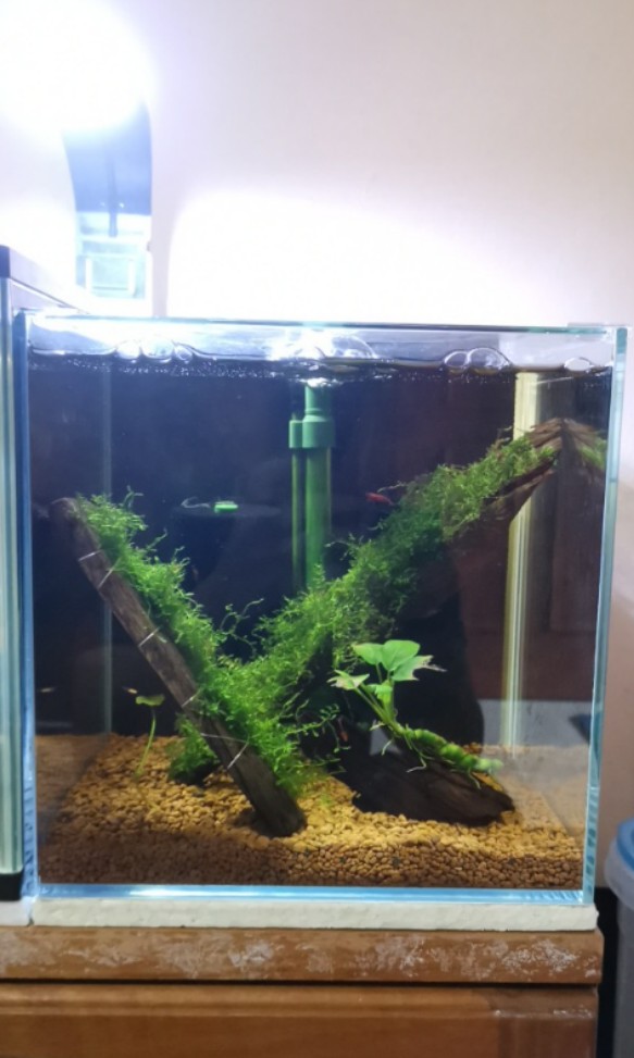 Cube fish tank, Pet Supplies, For Fish, Fish Tanks on Carousell