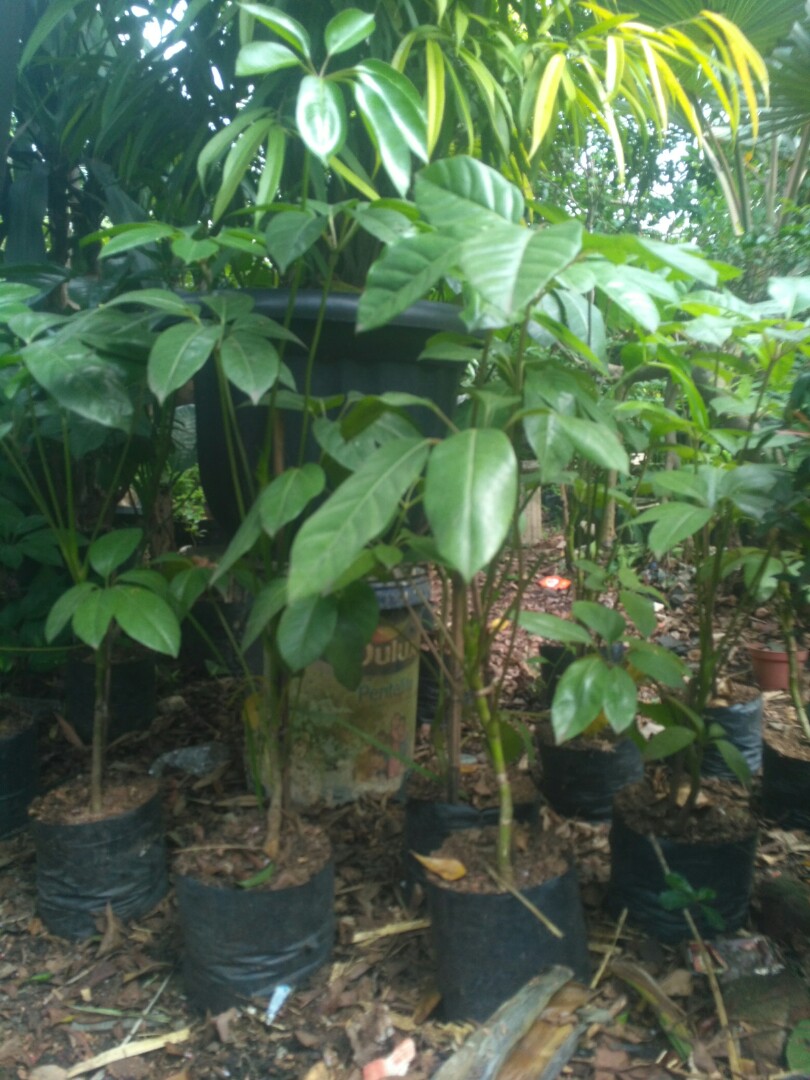 Pohon Walisongo tinggi 1 mtr / batang krcil, Perkebunan di Carousell