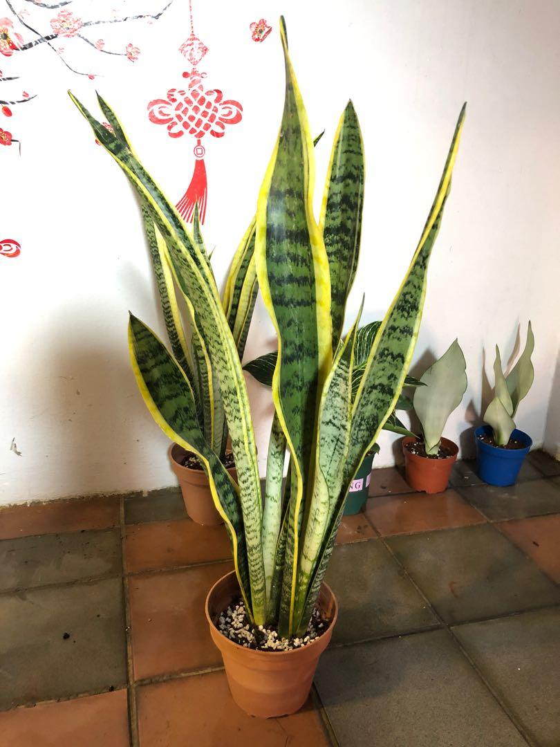 Tall Snake Plant (1), Furniture & Home Living, Gardening, Plants ...