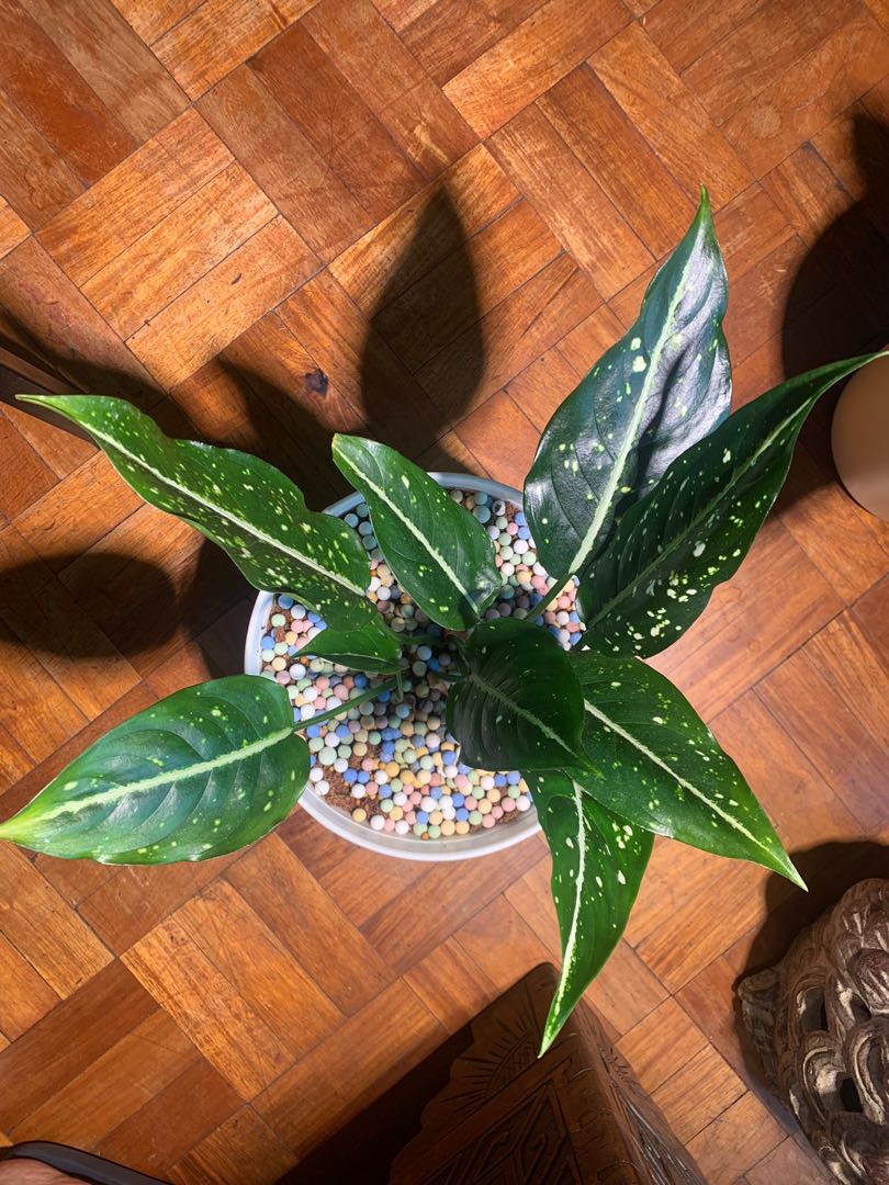 Aglaonema Fisheye, Furniture & Home Living, Gardening, Plants & Seeds ...