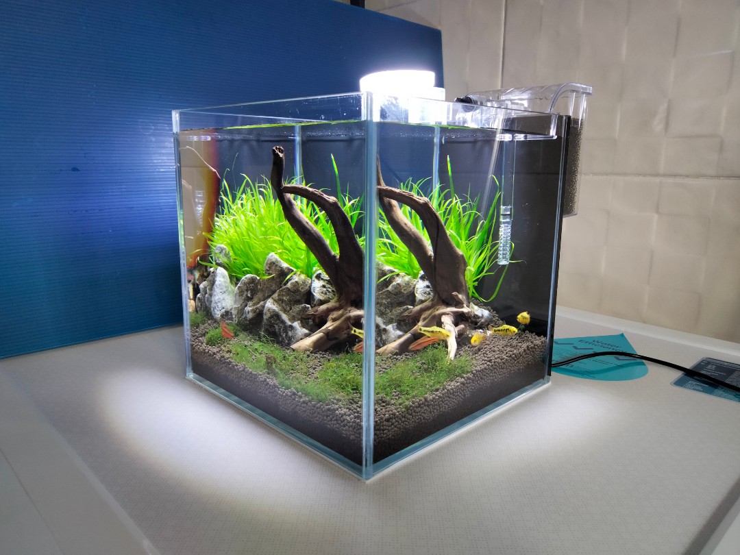 Crystal Fish tank 20cm set / small aquarium, Pet Supplies, Homes ...