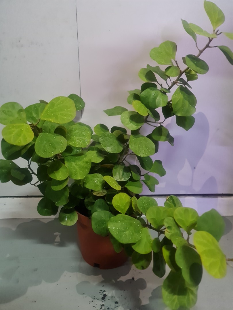Ficus Deltoidea Gold (aka. Golden Coins), Furniture & Home Living ...