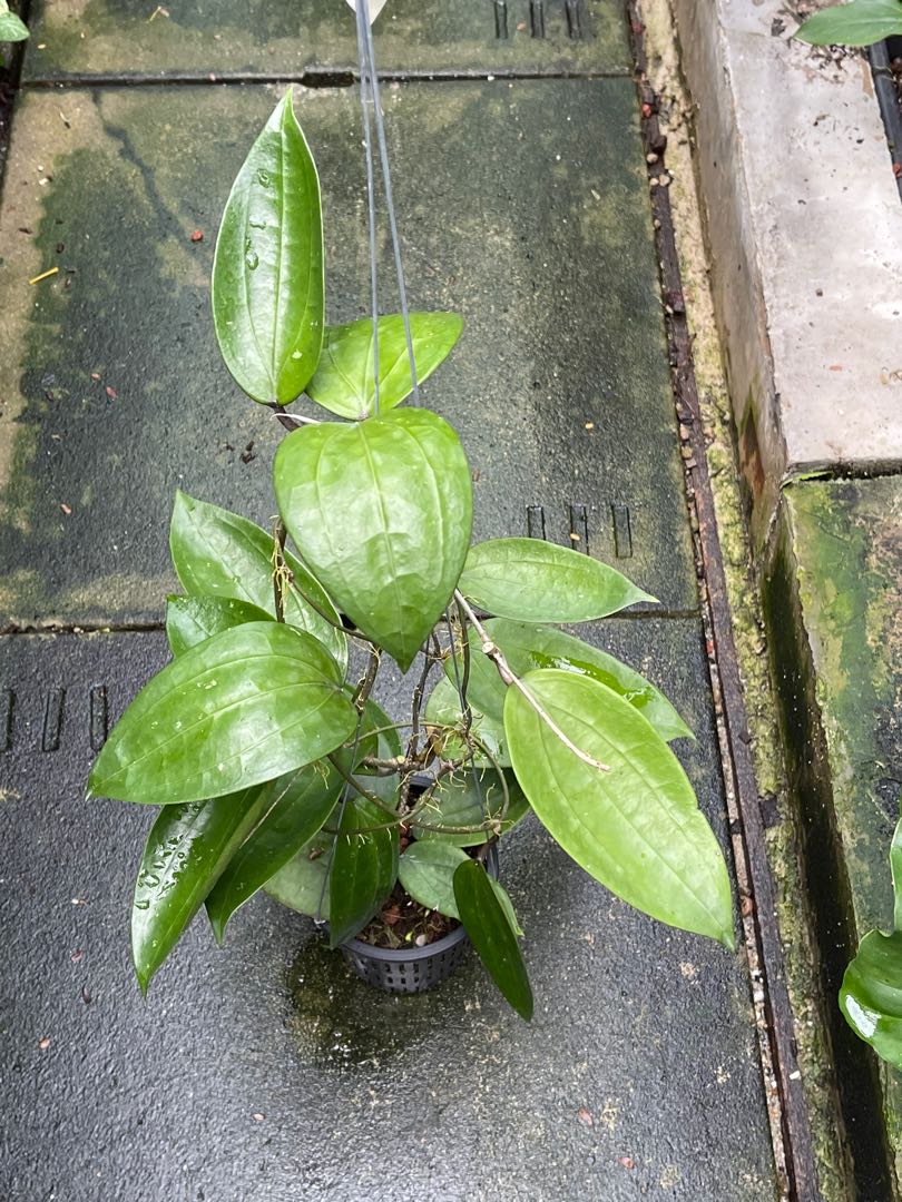 Hoya Rigida, Furniture & Home Living, Gardening, Plants & Seeds on ...