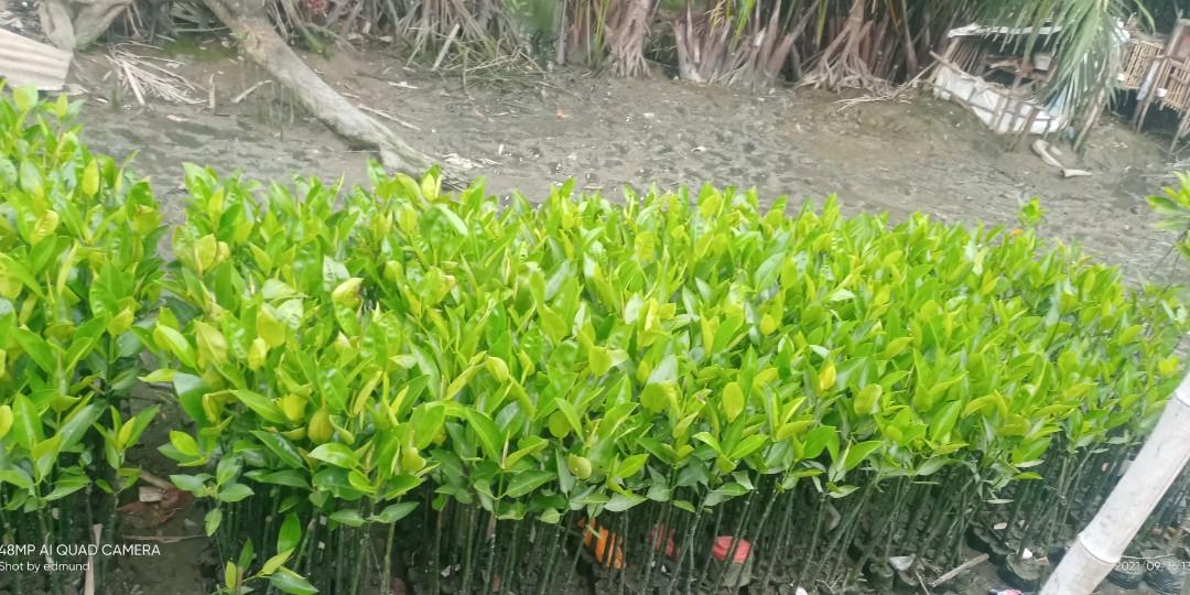 Mangroves or bakawan, Furniture & Home Living, Gardening, Plants ...