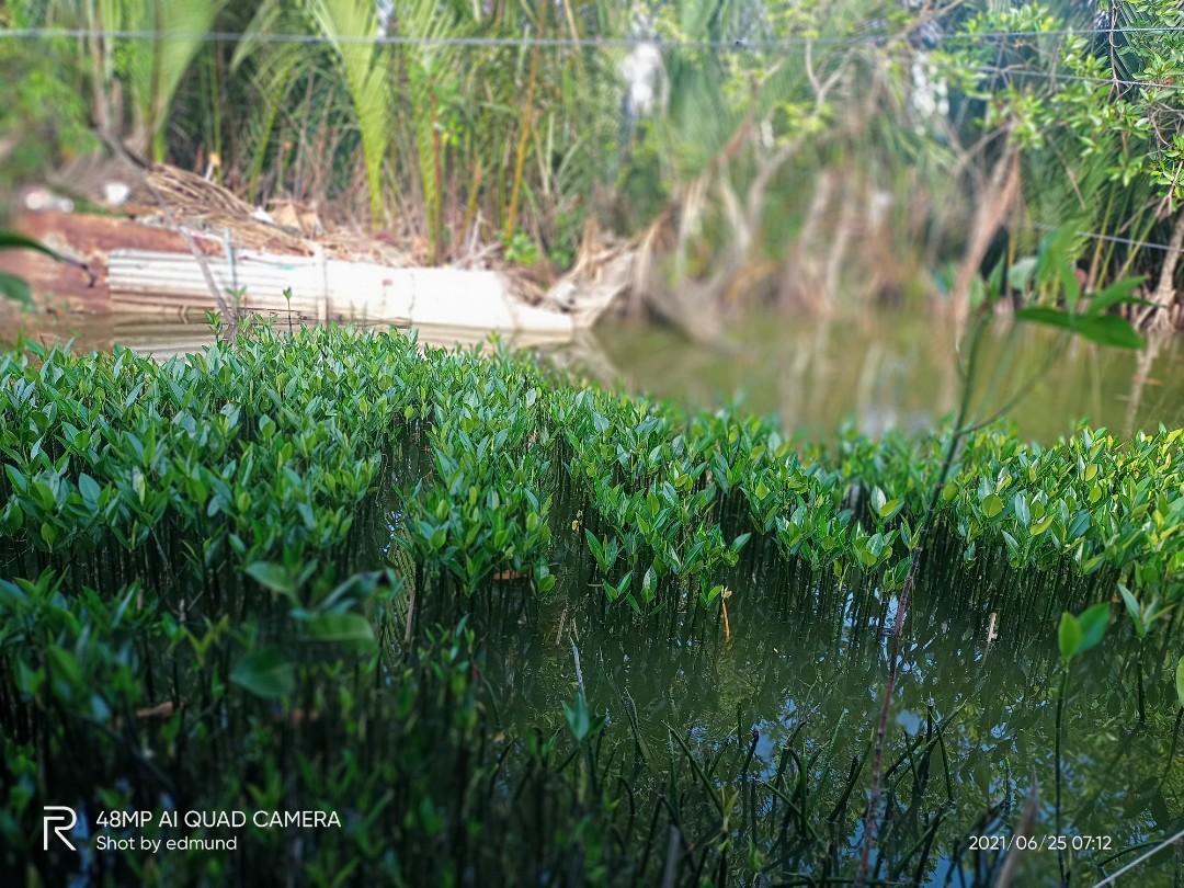Mangroves or bakawan, Furniture & Home Living, Gardening, Plants ...