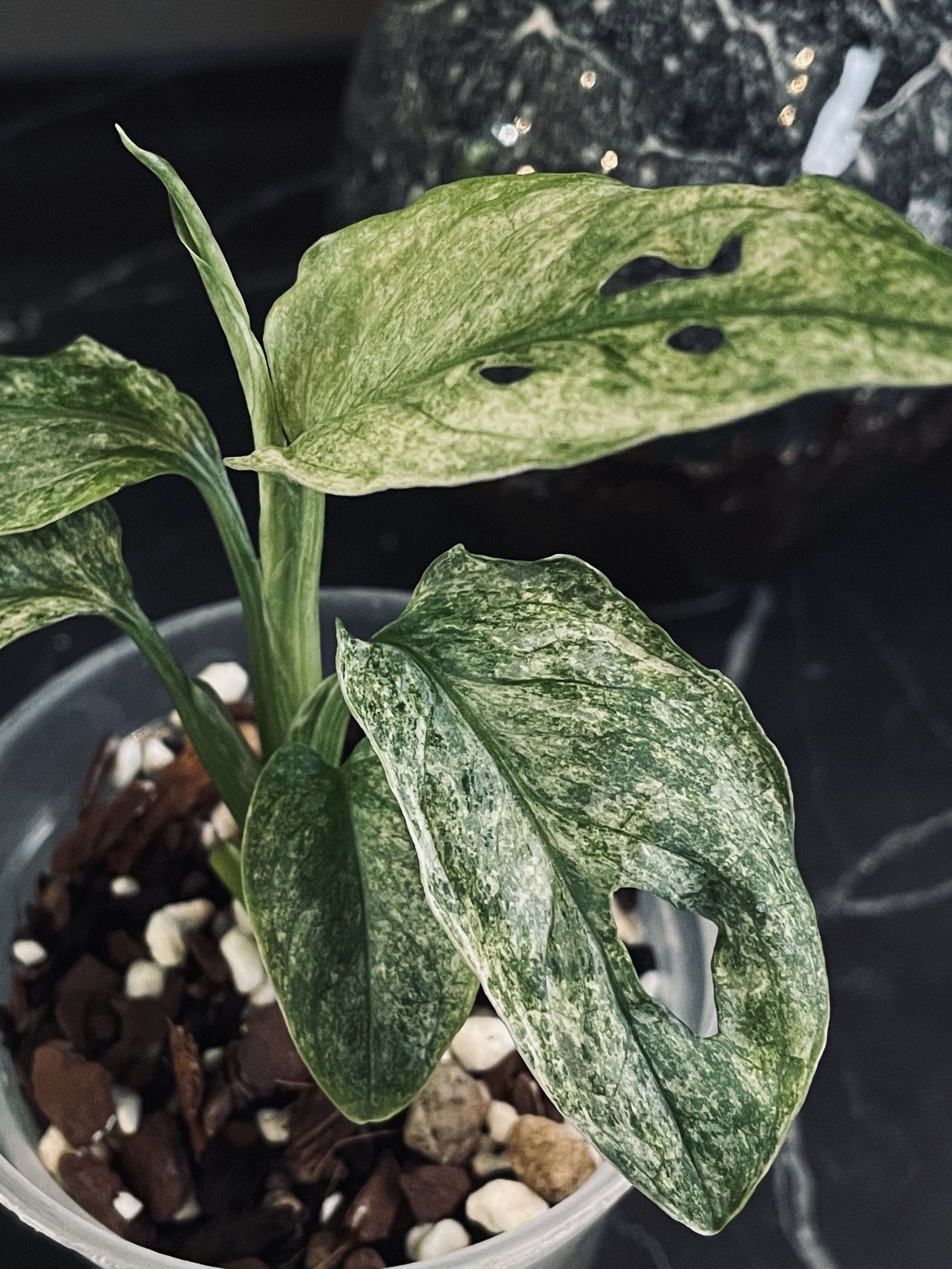 Monstera Adansonii Europe Mint Variegated - Collectors Special ...