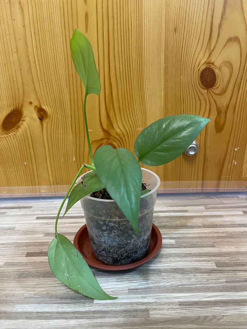 Philodendron Cebu Blue, Furniture & Home Living, Gardening, Plants ...