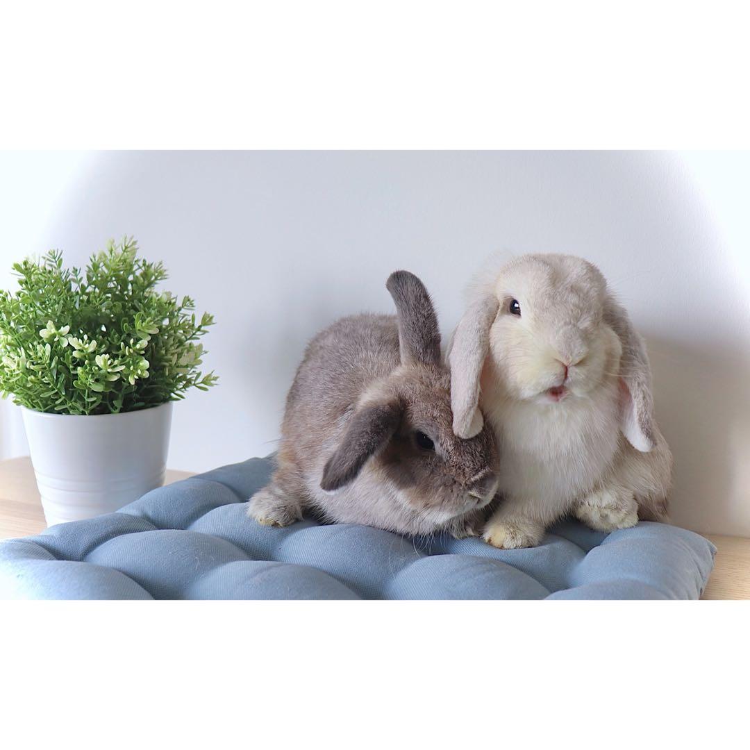 [CCTV] Rabbit Bunny Boarding, Pet Supplies, Homes & Other Pet ...