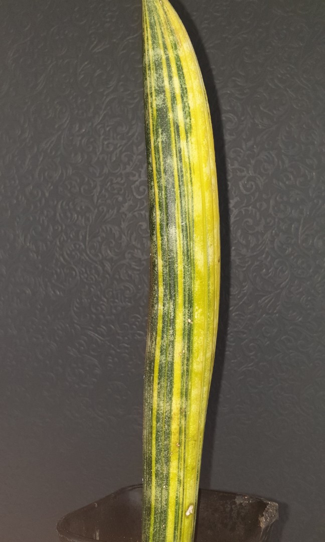 Sansevieria Hallii Baseball Bat Variegated, Furniture & Home Living ...