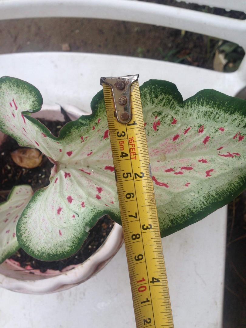 Thai Daydreamer / Watermelon Caladium, Furniture & Home Living ...