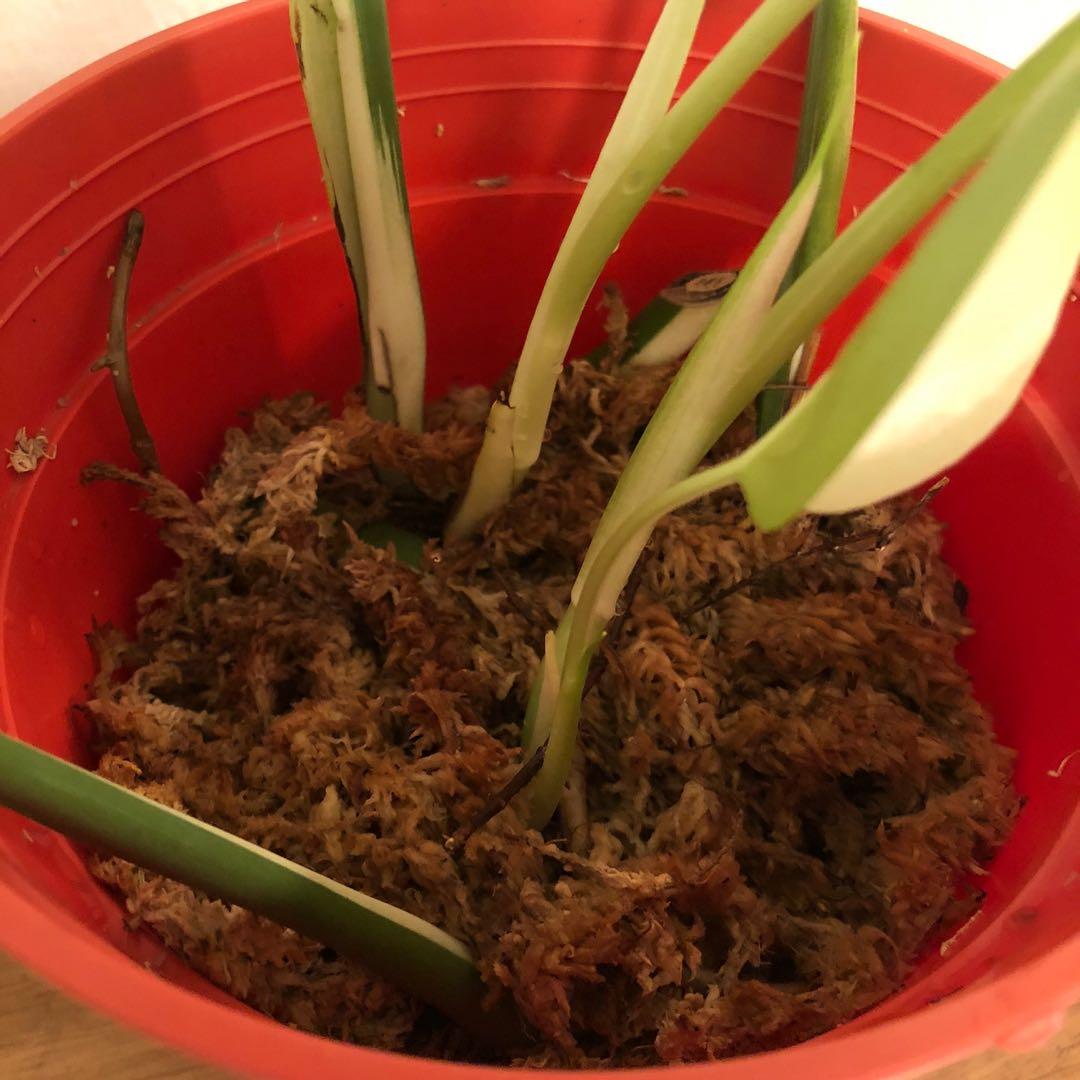 Young Variegated Monstera Albo, Furniture & Home Living, Gardening ...