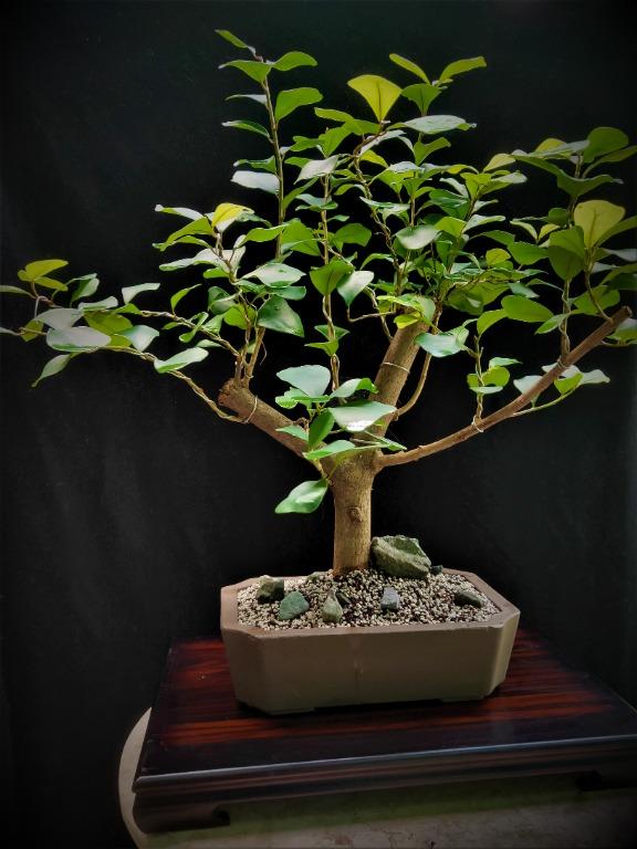 Bonsai Ficus Triangularis 2, Furniture & Home Living, Gardening, Plants ...