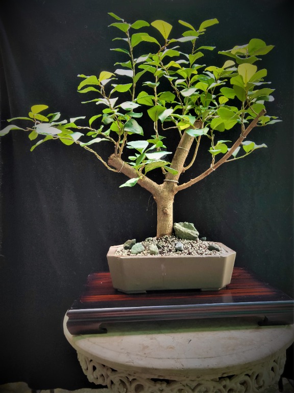 Bonsai Ficus Triangularis 2, Furniture & Home Living, Gardening, Plants ...