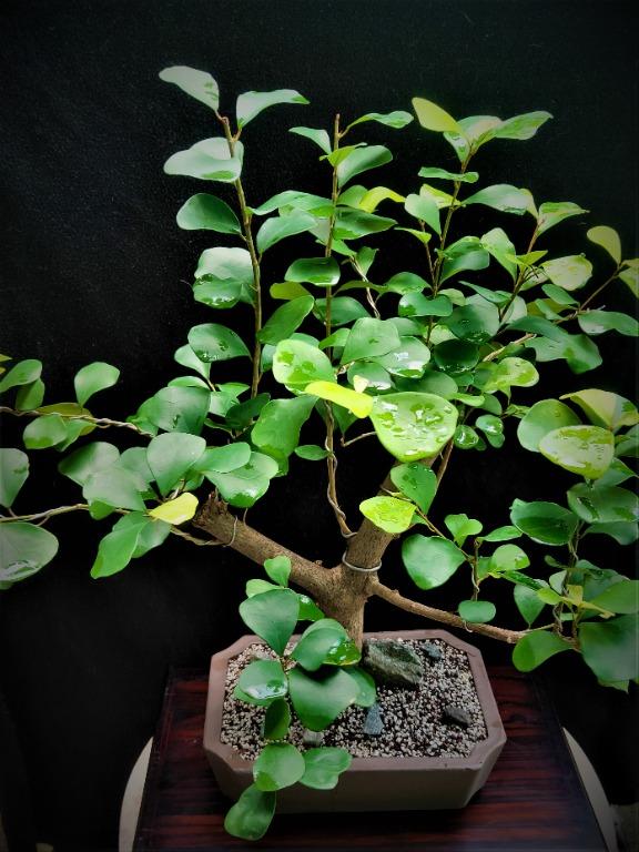 Bonsai Ficus Triangularis 2, Furniture & Home Living, Gardening, Plants ...