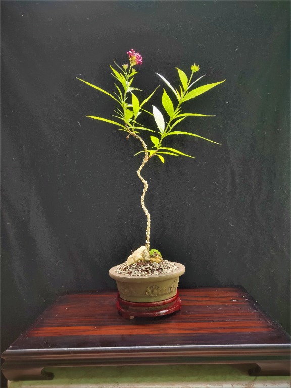 Bonsai Mini Ficus Subulata Flowering, Furniture & Home Living ...