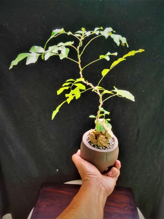 Bonsai Mini Weeping Fig Literati, Furniture & Home Living, Gardening ...