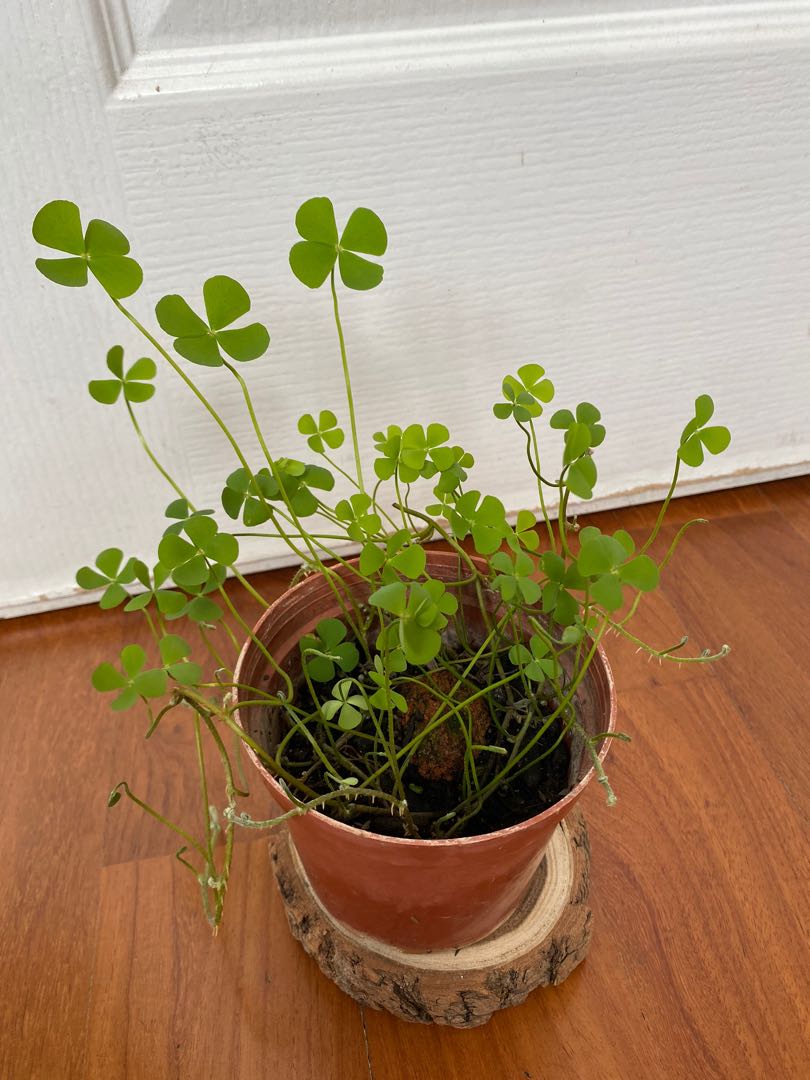 Flour leaves clover, Furniture & Home Living, Gardening, Plants & Seeds ...