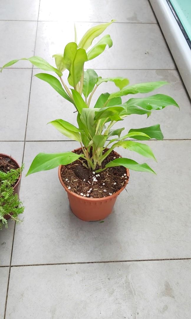 Philodendron Green Apple, Furniture & Home Living, Gardening, Plants ...