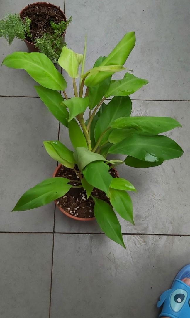 Philodendron Green Apple, Furniture & Home Living, Gardening, Plants ...